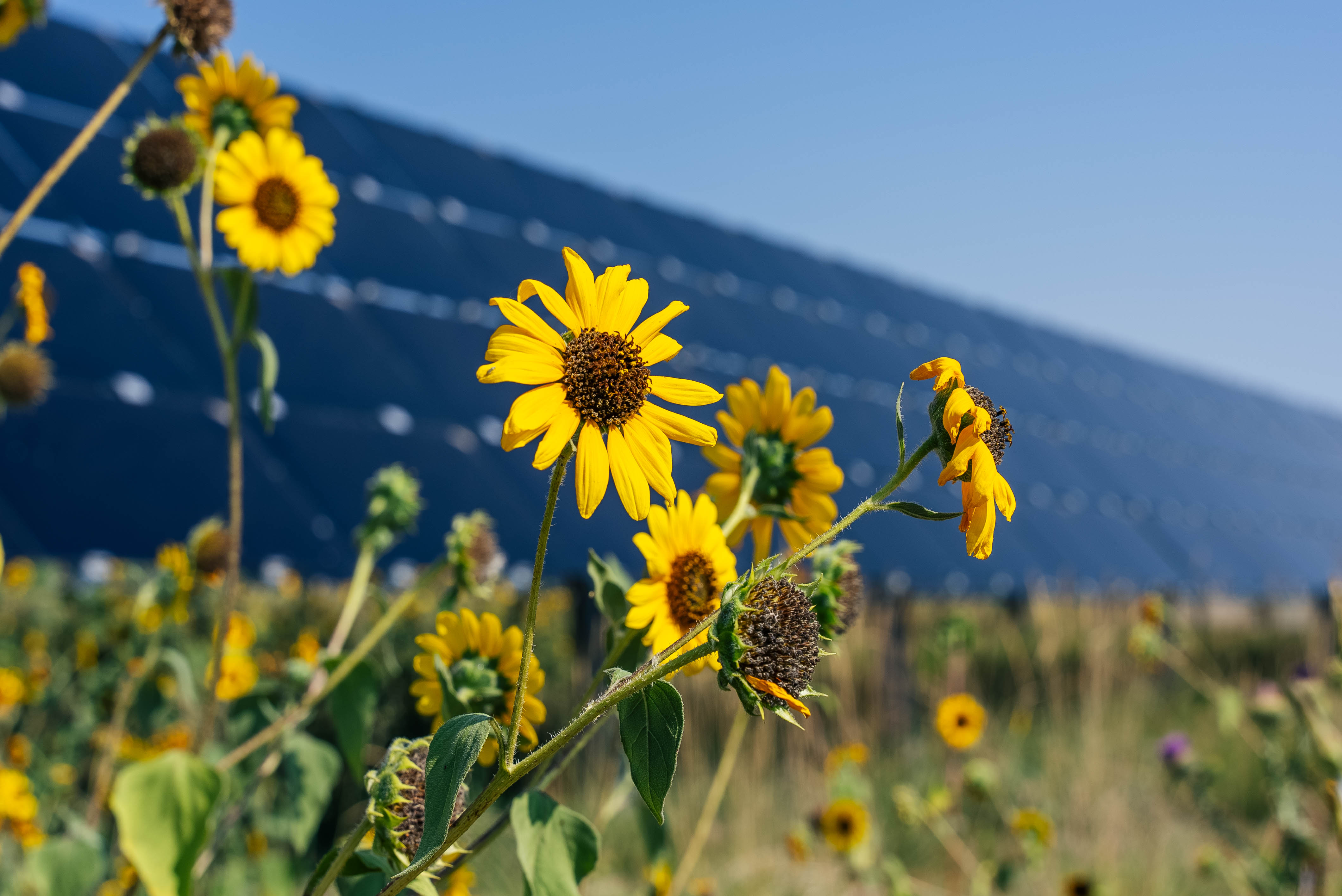 Sweet Magnolia Solar Project | AES | AES